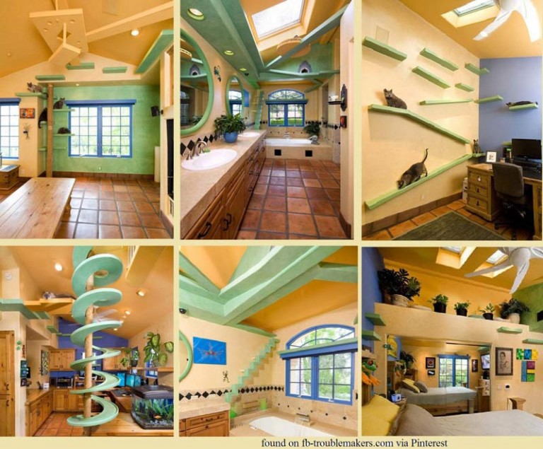 Incredible Home Catwalks Make for Purr-fectly Happy Felines