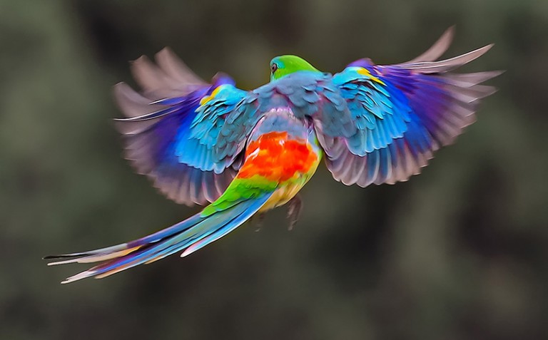 Red Rumped Parrot