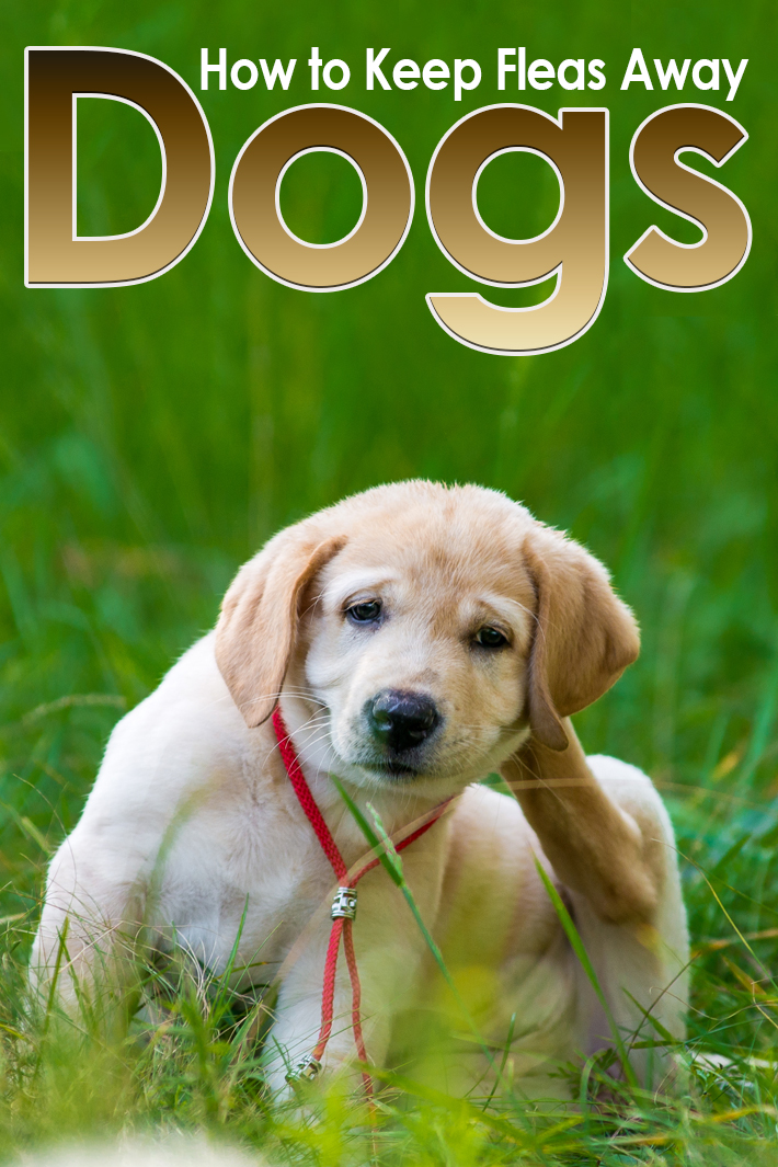 Dogs - How to Keep Fleas Away