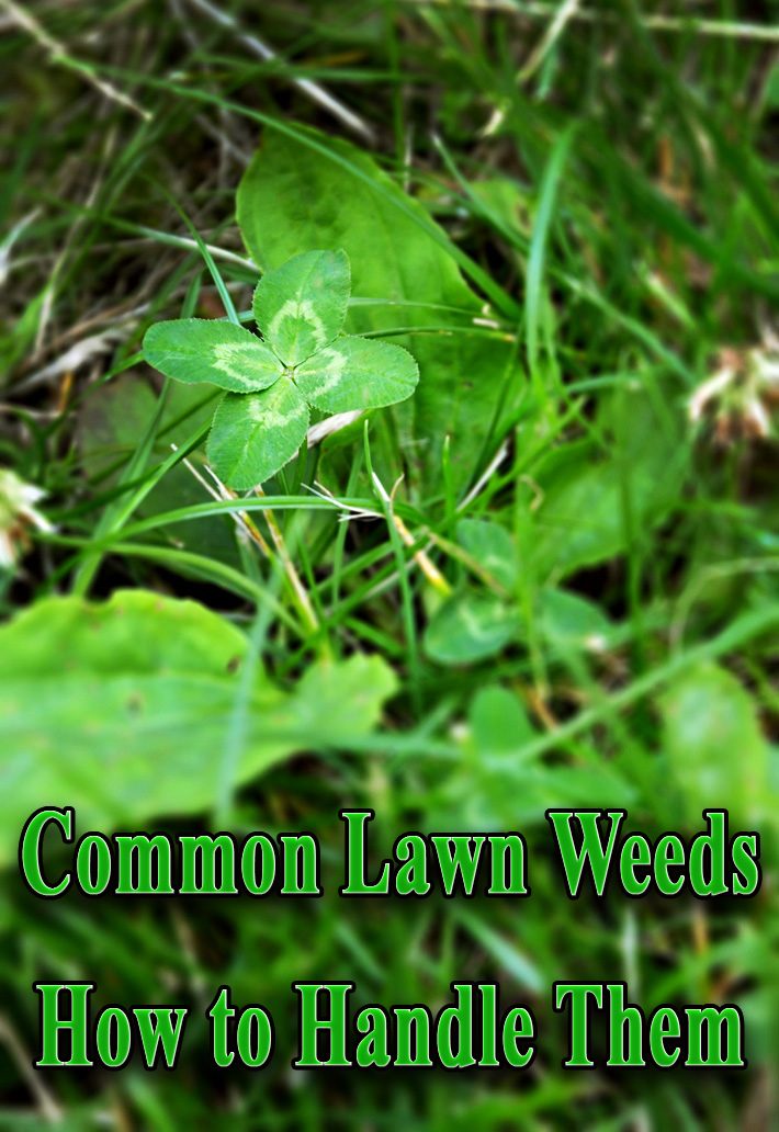 Common Lawn Weeds - How to Handle Them