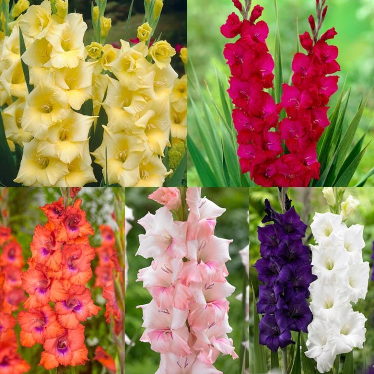 How To Grow Gladiolus In Your Garden