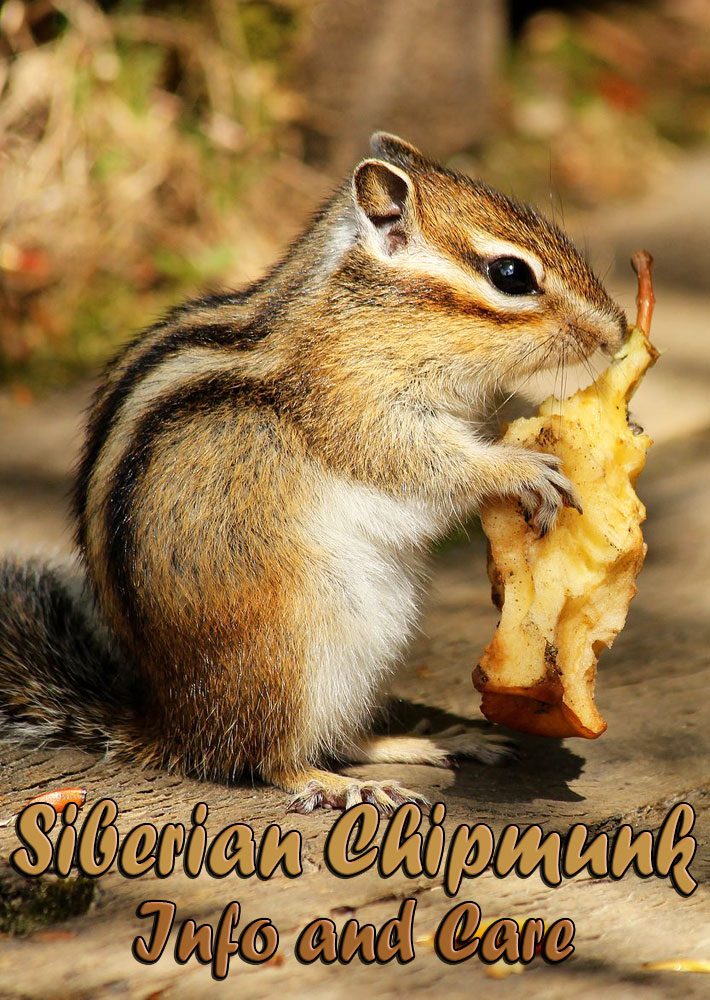 Siberian Chipmunk - Info and Care