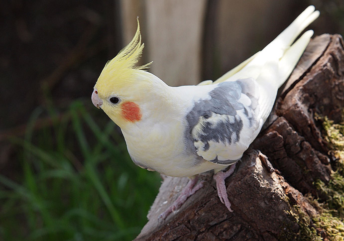 Top 5 Best Pet Birds for Beginners
