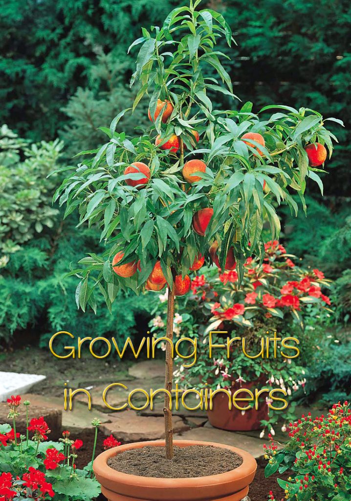 Ideas for Container Gardens