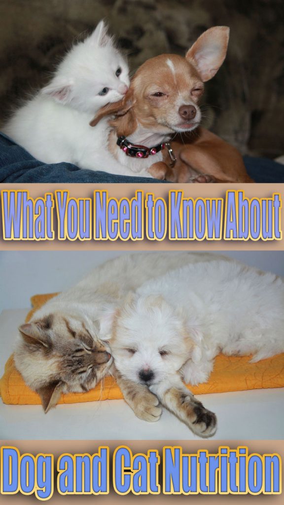 Are You Overfeeding Your Cat?