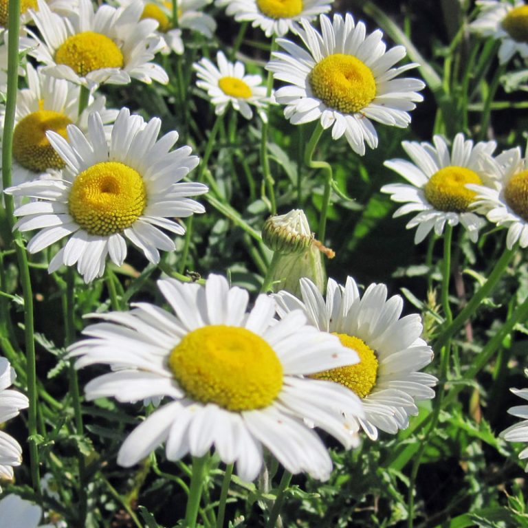Make Your Own Pyrethrum Insecticide