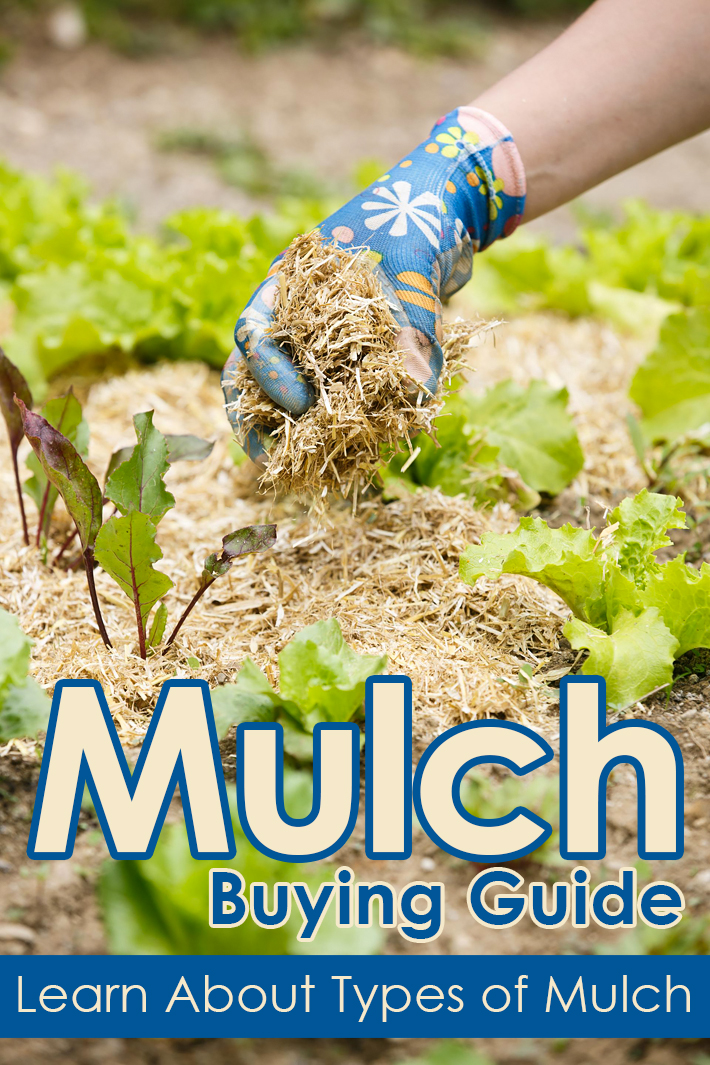 Mulch Buying Guide - Learn About Types of Mulch