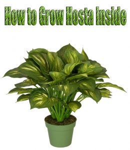 How to Grow Hosta in Containers