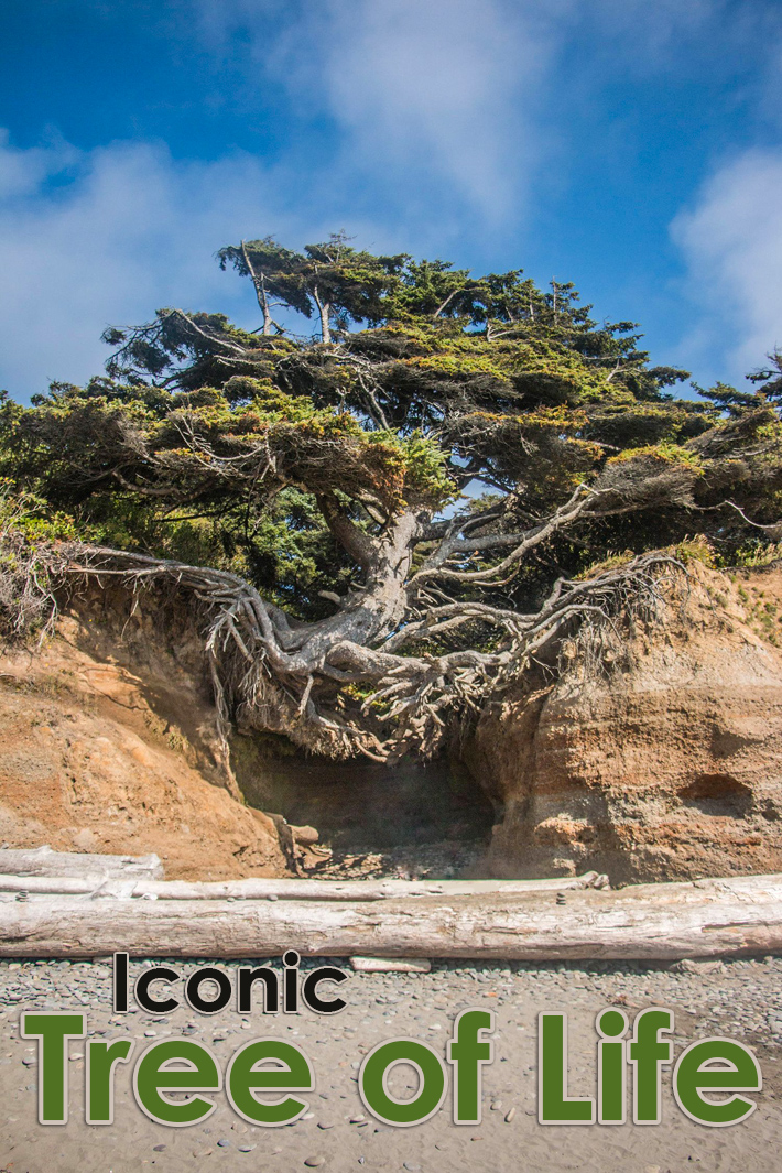 Iconic 'Tree of Life' in Kalaloch Is a Monument to Resilience
