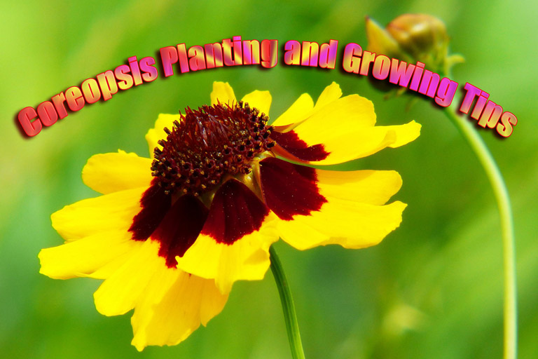 Coreopsis Planting and Growing Tips