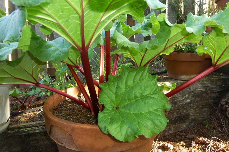 Rhubarb Container Gardening